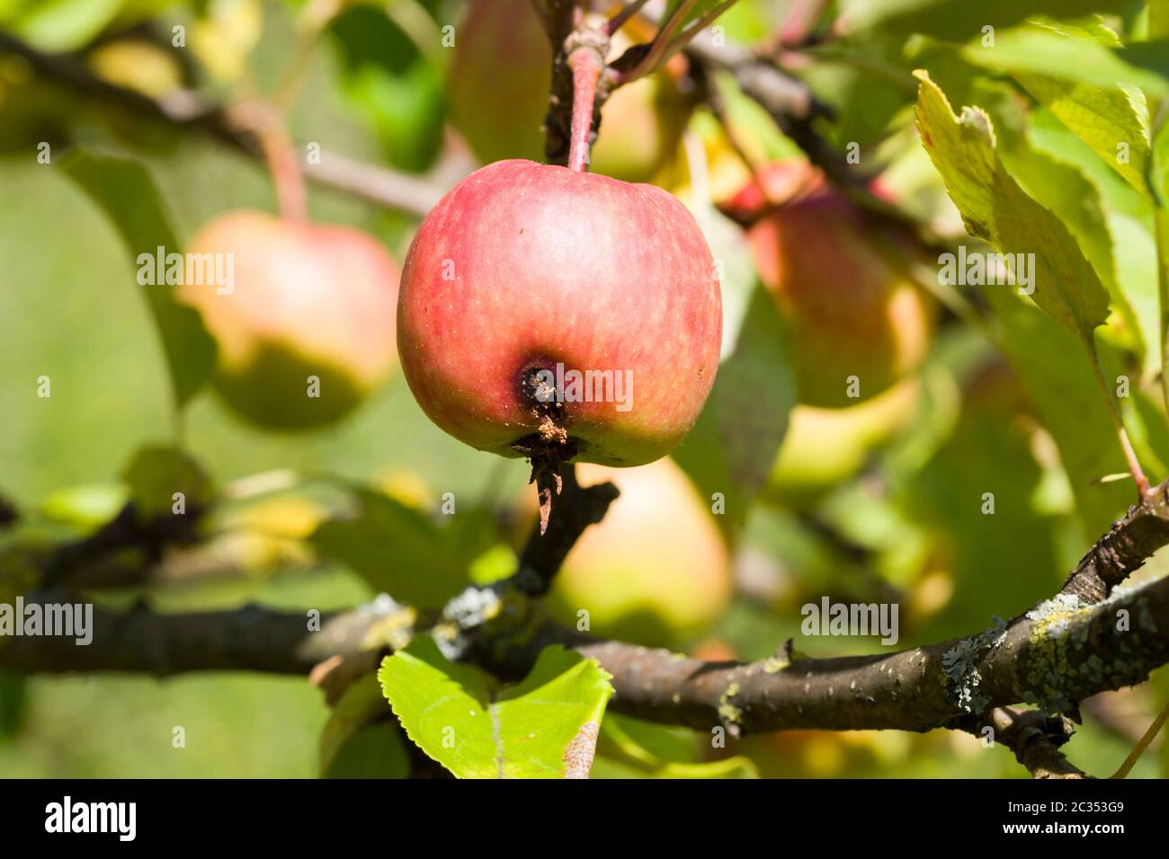 wormy apples of small size on tree branches, home harvest Stock Photo ...