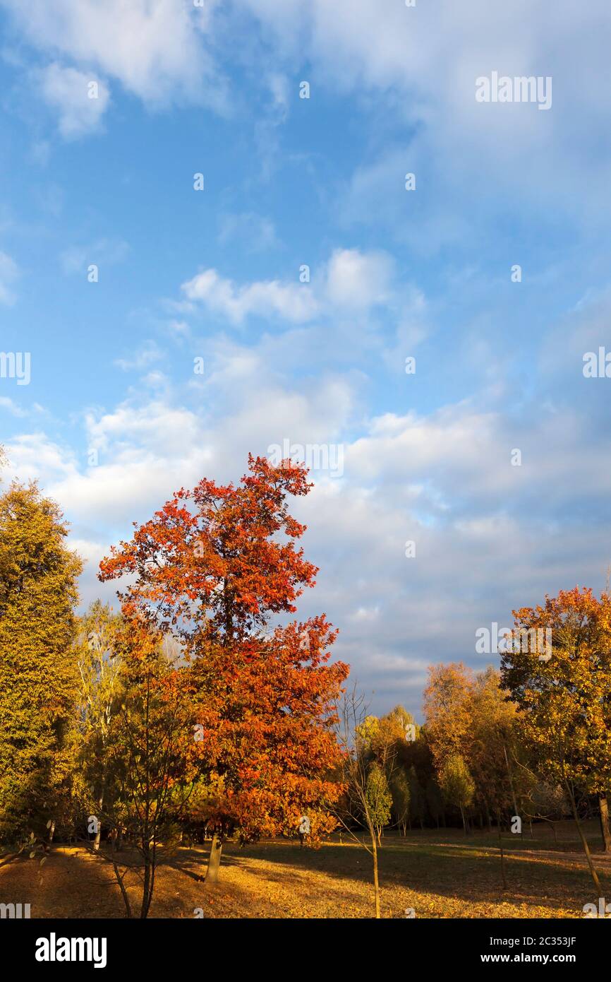warm weather in the Park in the autumn season, real autumn in the ...