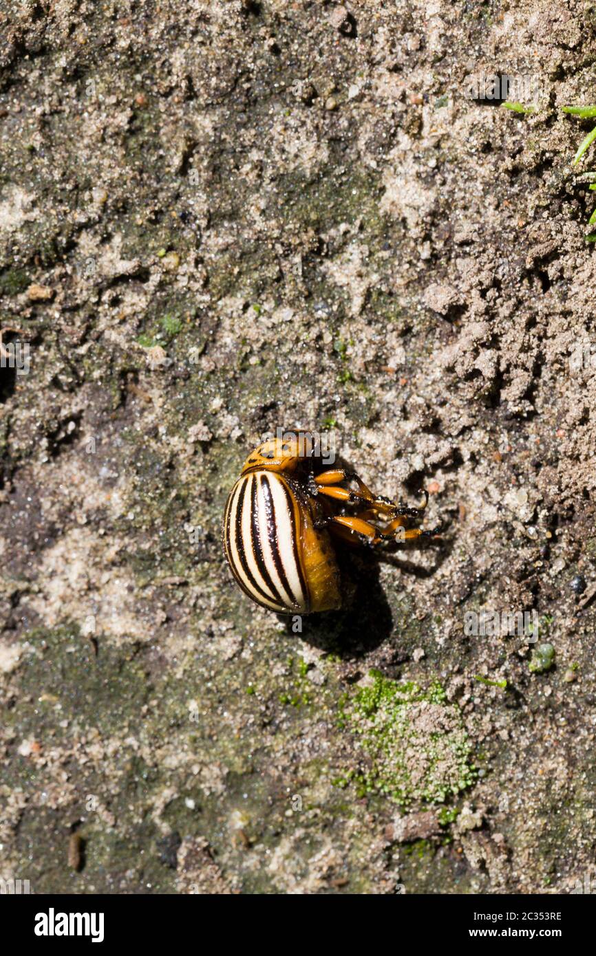 Insecticide dead colorado potato hi-res stock photography and images ...