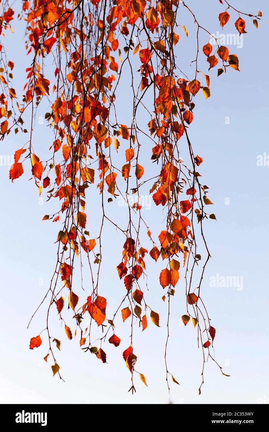 beautiful natural birch foliage that changed color in the autumn season ...