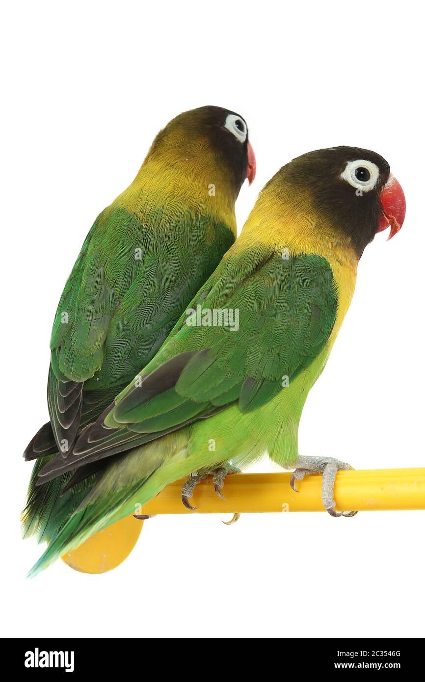 Lovebird bird Cut Out Stock Images & Pictures - Alamy