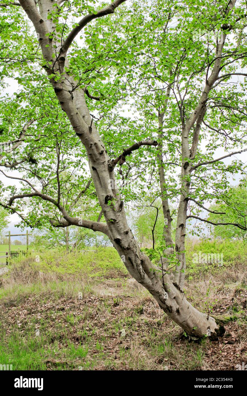 Beautiful birch tree in the north German moor landscape. Sehestedt ...