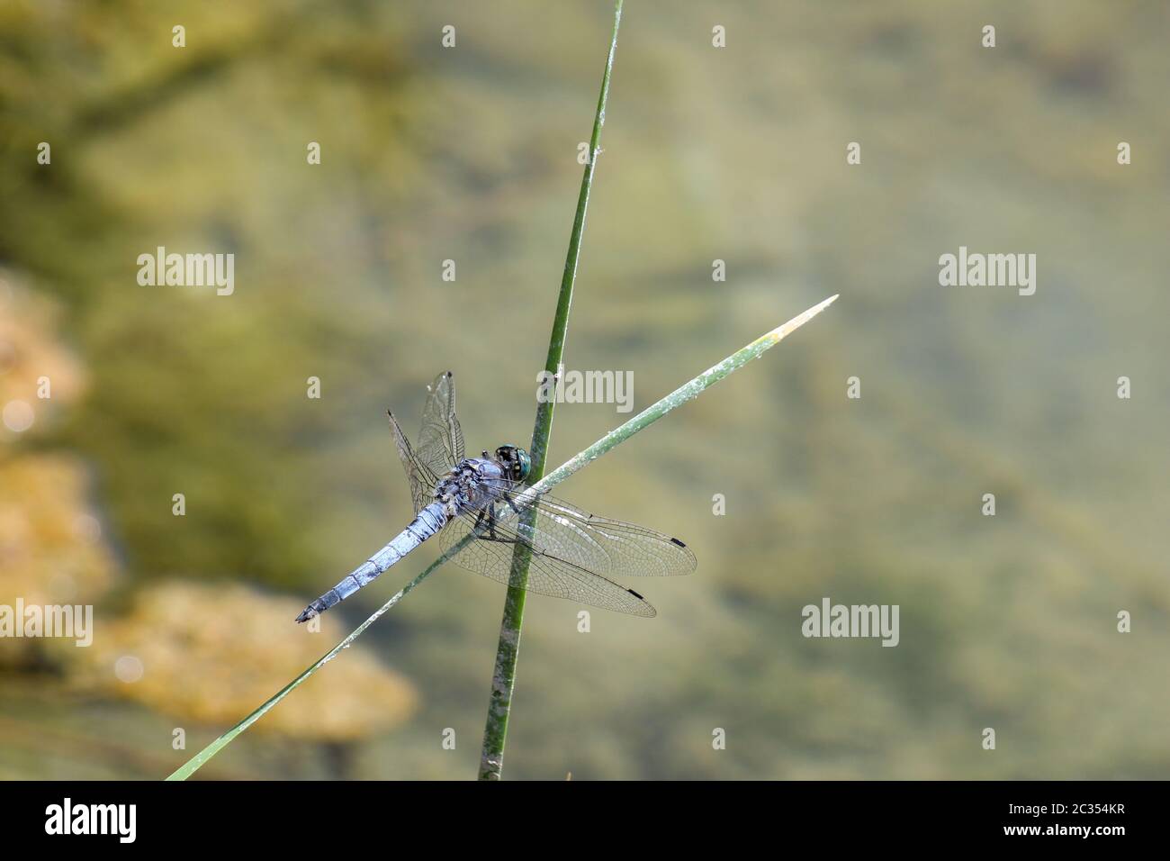 Close-up of blue dragonfly sitting on a blade of grass near a pond at ...