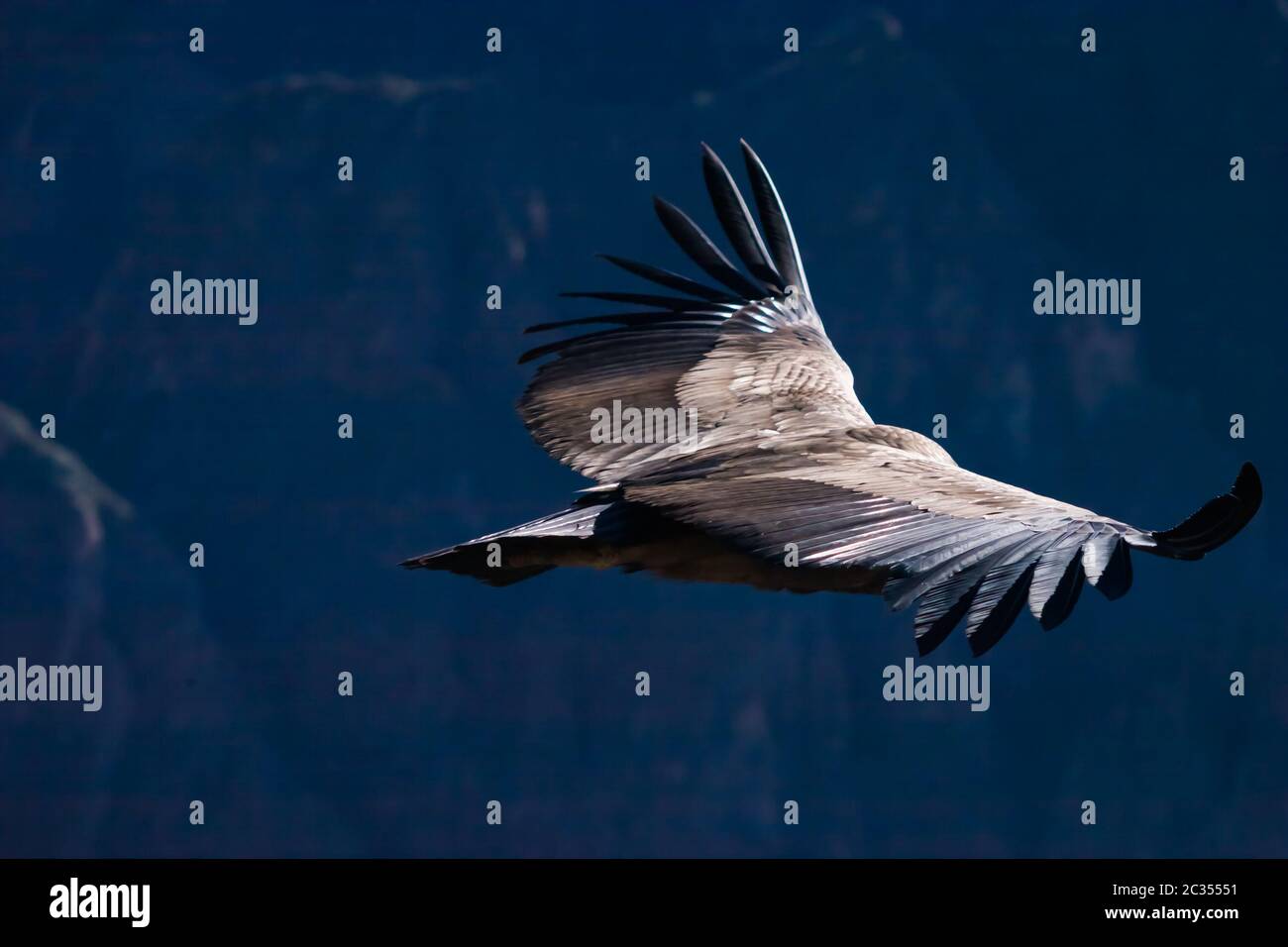 Flying condor in the colca canyon Stock Photo - Alamy