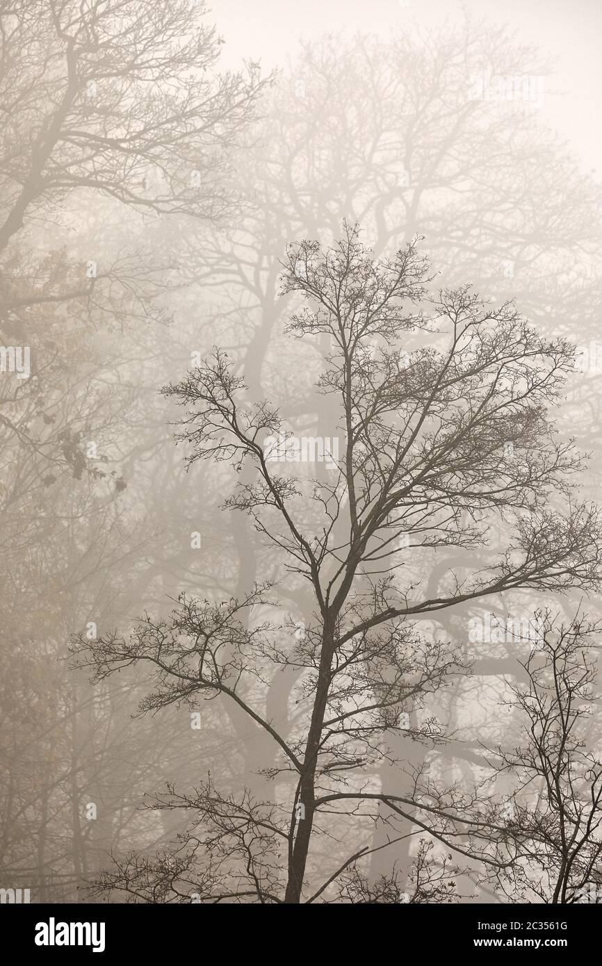 Trees with leafless branches fading into the fog Stock Photo - Alamy
