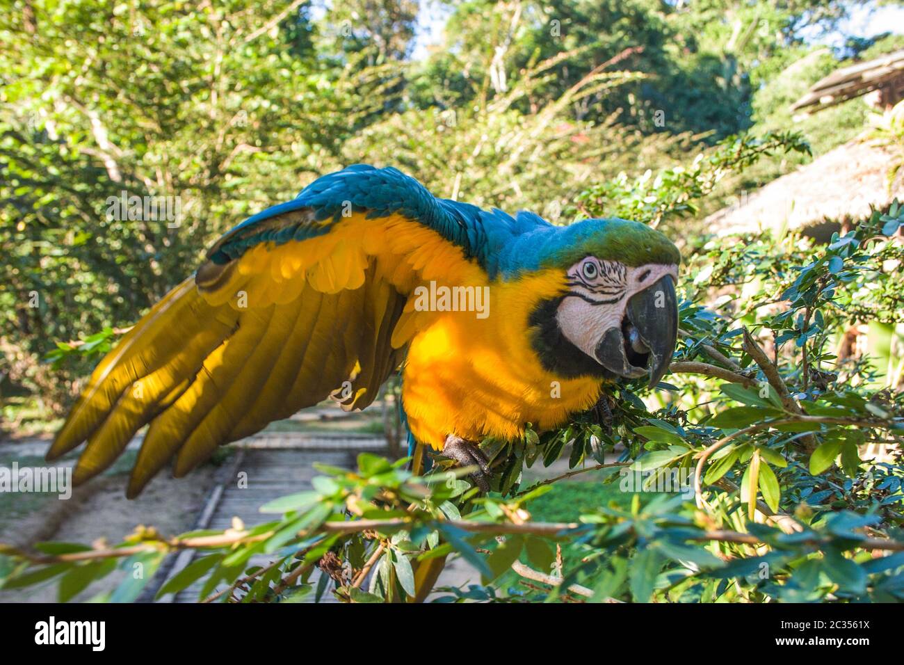 Vertical shot blue exotic hi-res stock photography and images - Alamy