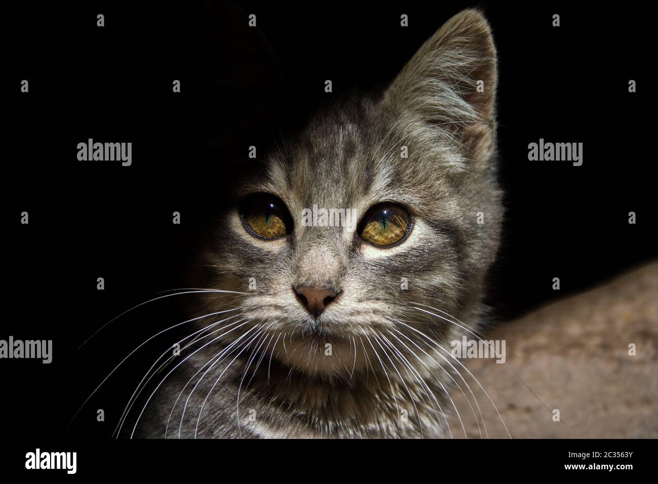 Half shadow portrait hi-res stock photography and images - Alamy