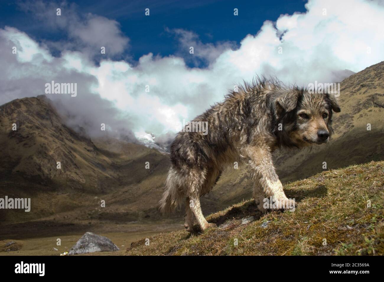 Animal En Los Andes Peruanos