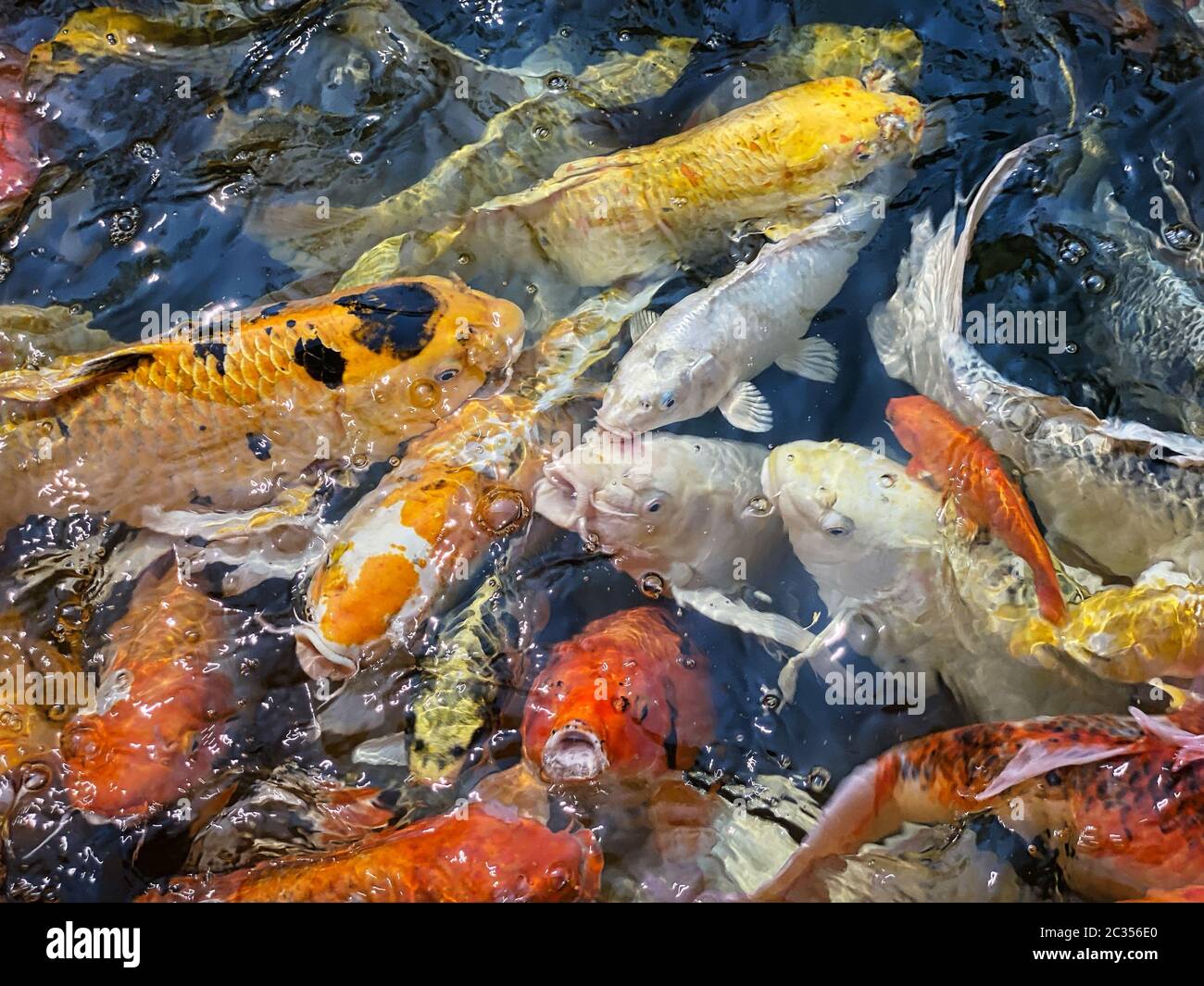 Koi Carps, swarm of fish in pond of japanese garden Stock Photo - Alamy
