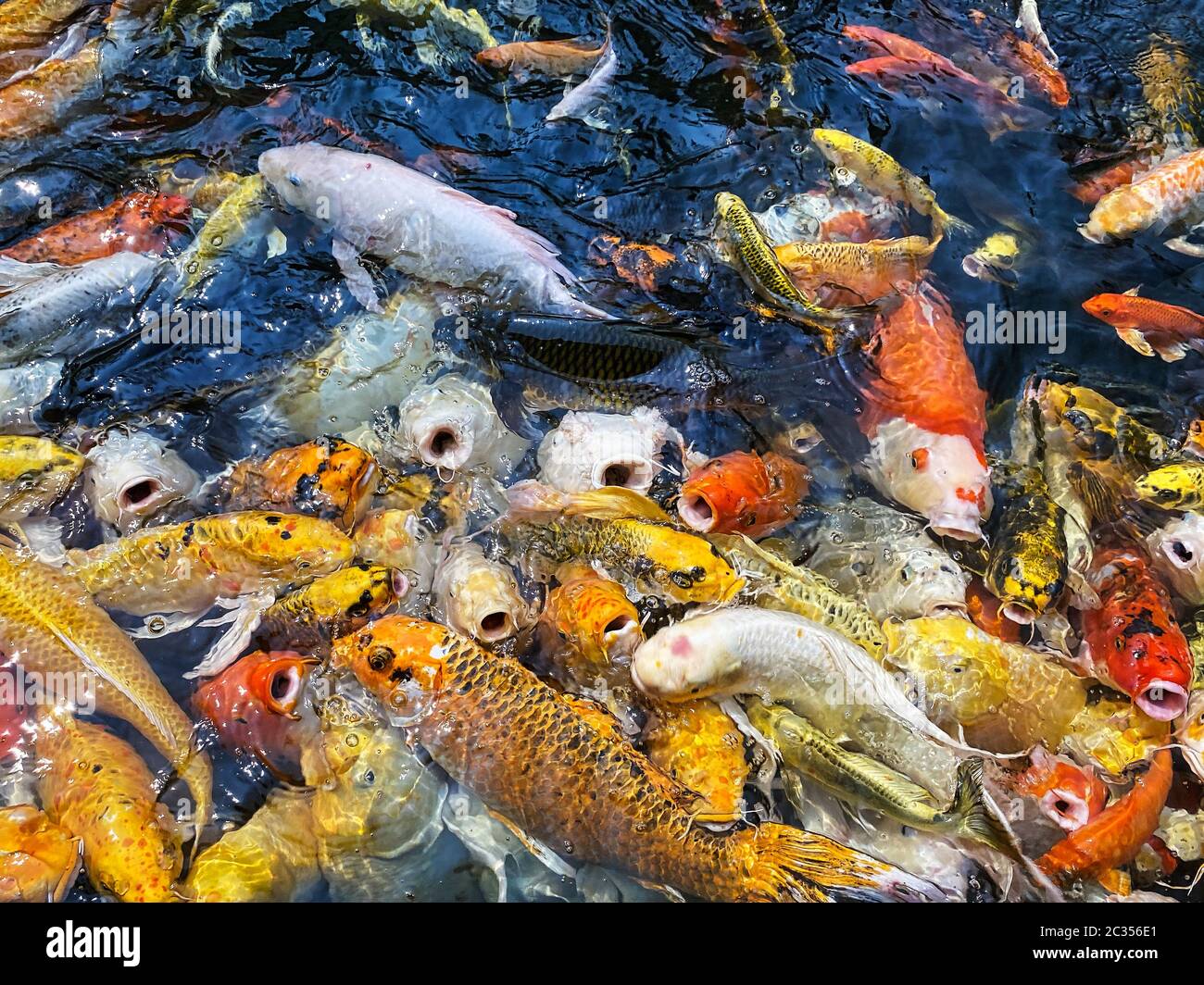 Swarm of fish hi-res stock photography and images - Alamy