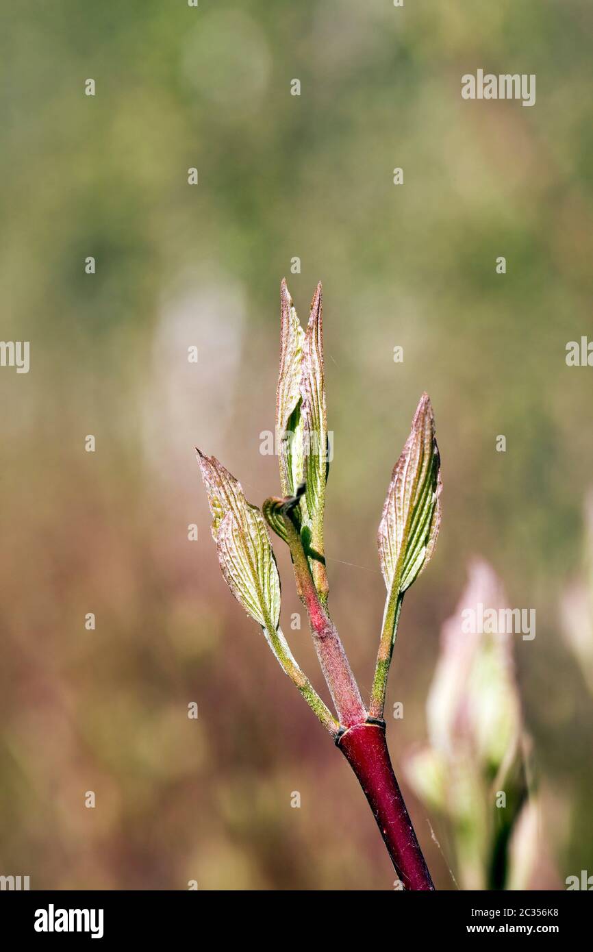 real different kinds of trees in sunlight in summer or spring time ...