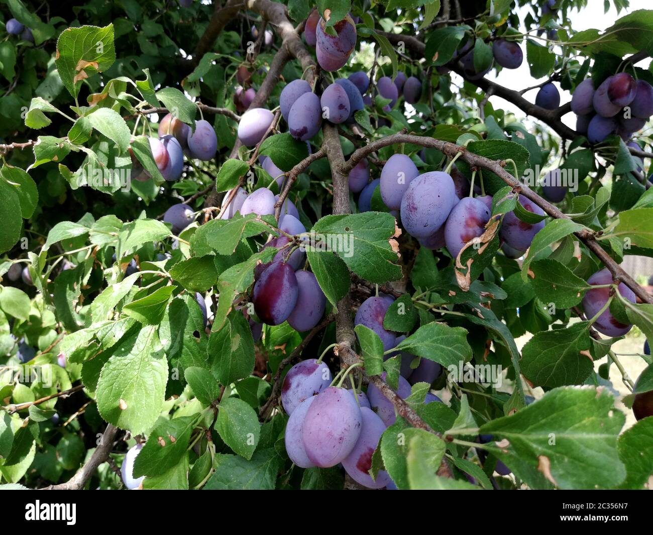 Organic plum tree lot ripe hi-res stock photography and images - Alamy