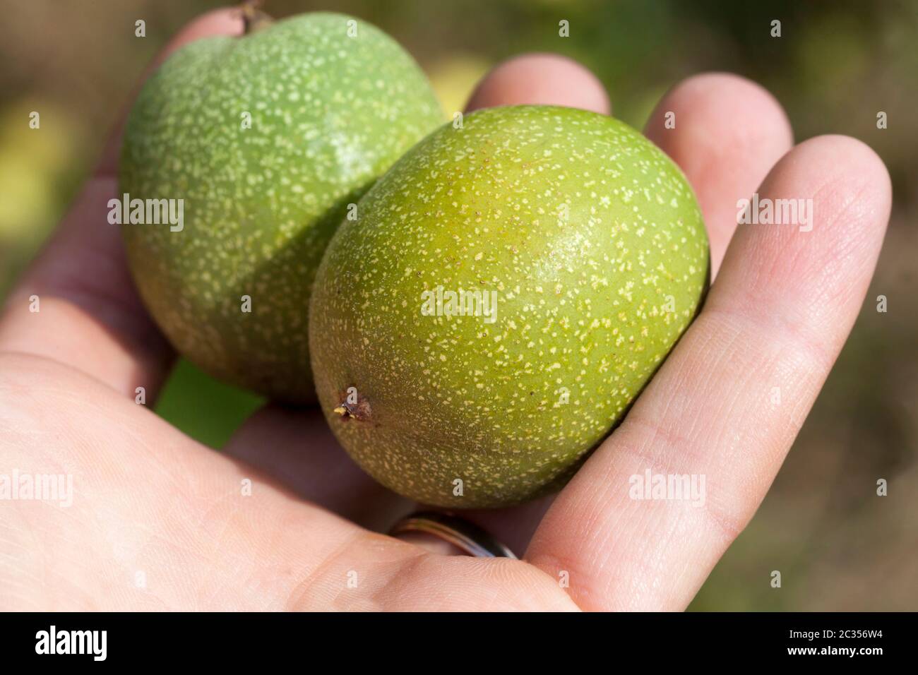 immature crop of walnuts in the hands of summer, close-up of nuts on an ...