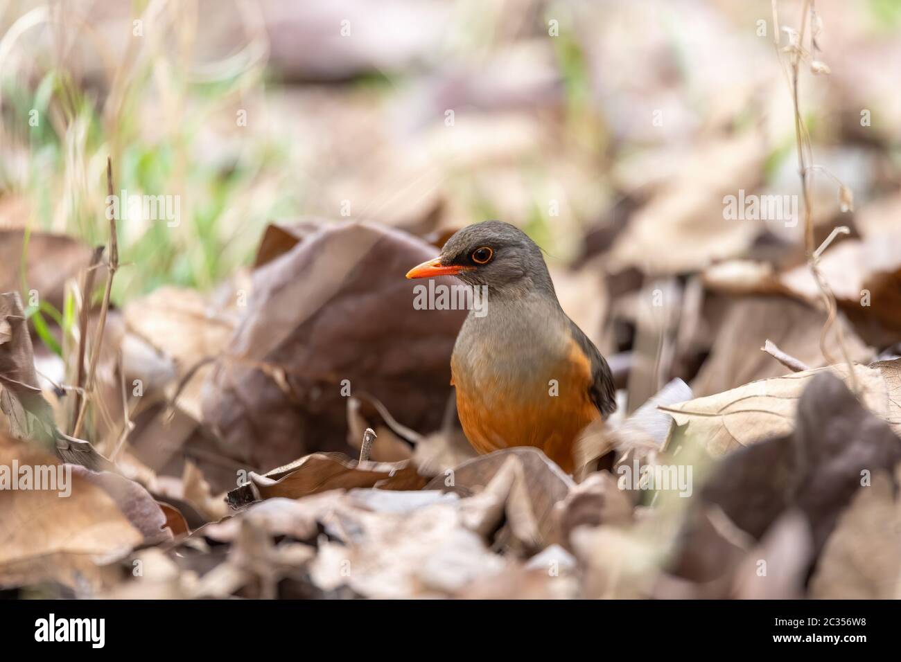 Abyssinian thrush (Turdus abyssinicus) is a passerine bird in the ...