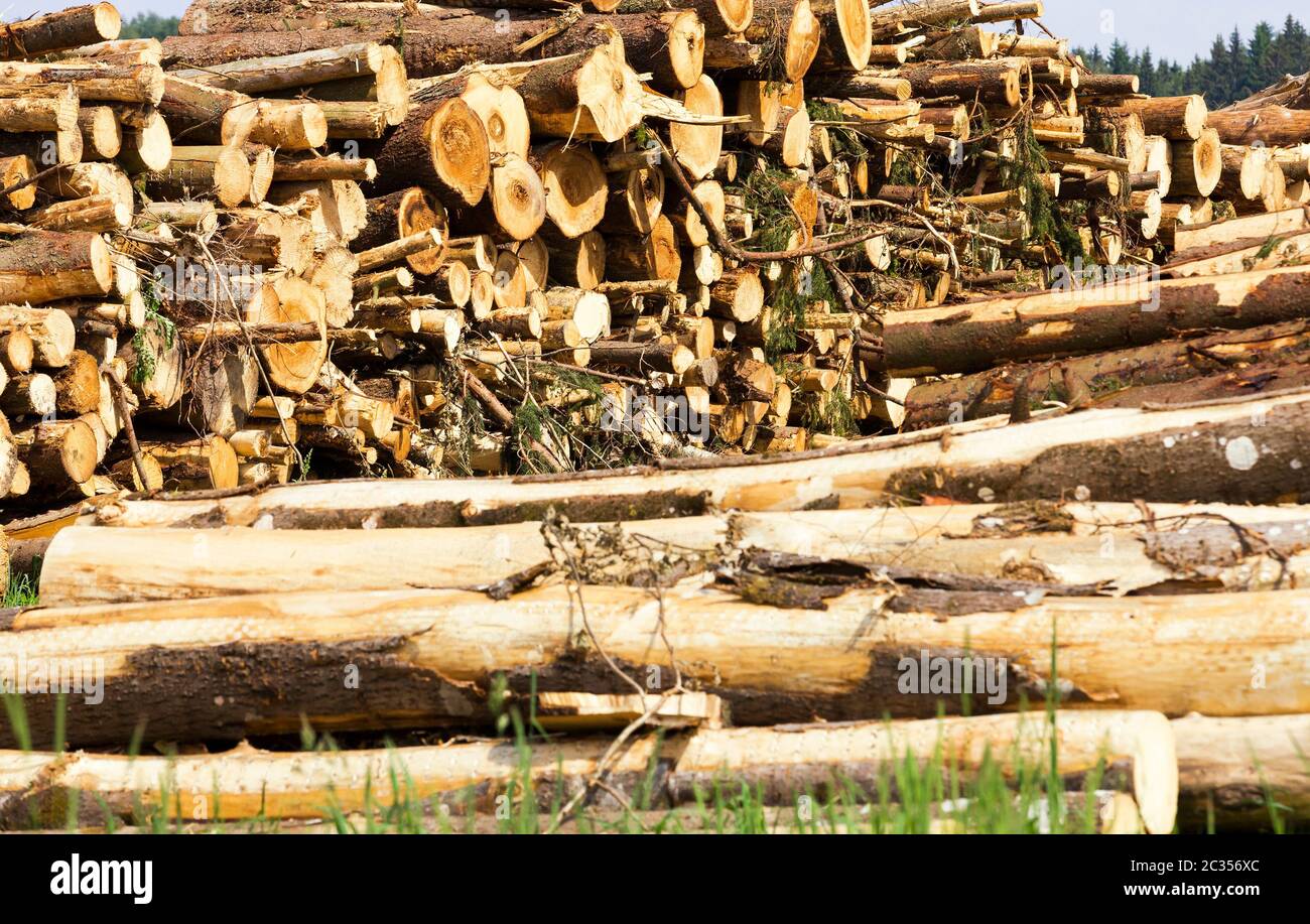 large amount of harvested wood piled together in heaps, industrial site ...