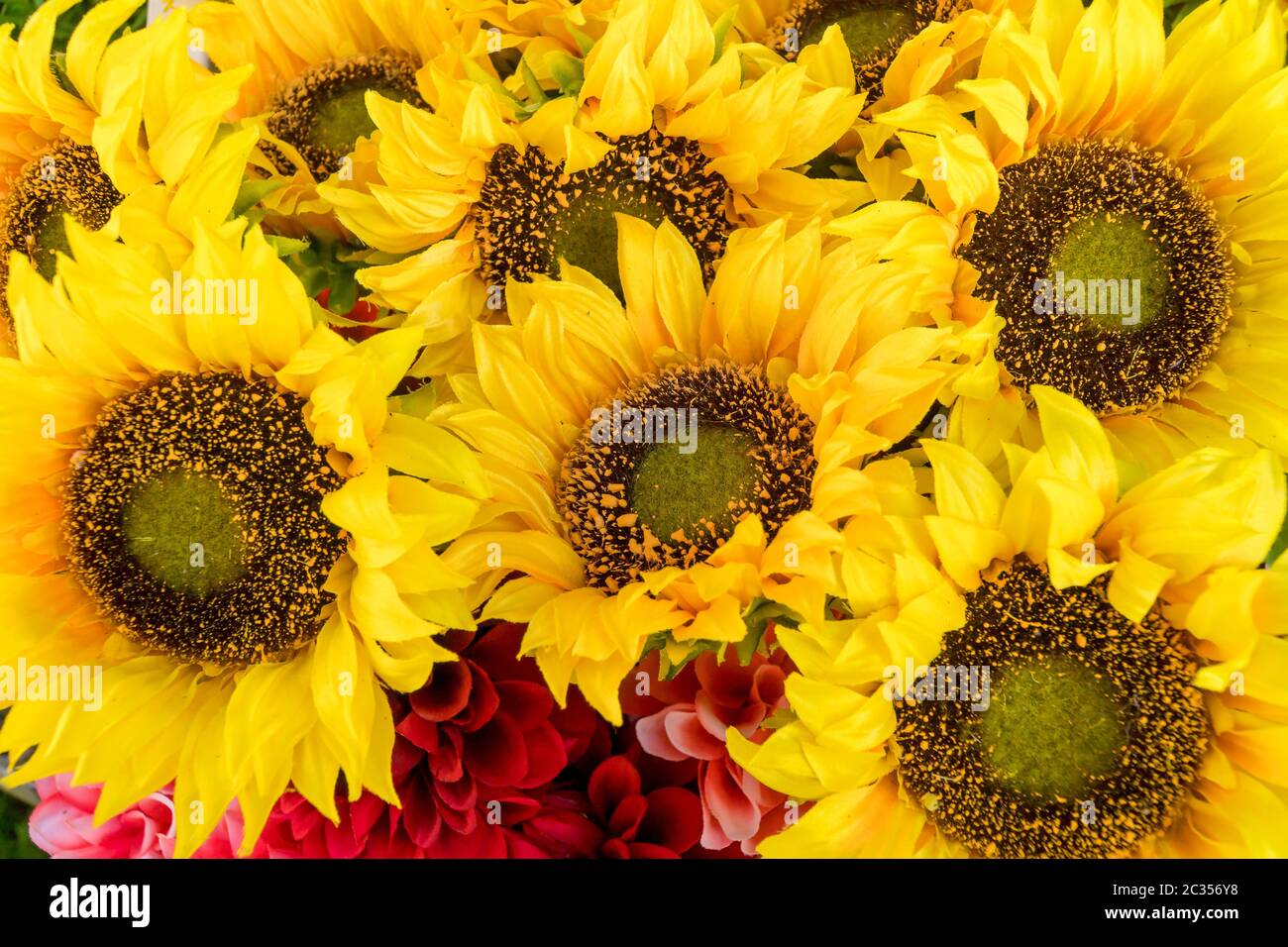 Full Frame of decorative bright Sunflower Blossoms Stock Photo - Alamy