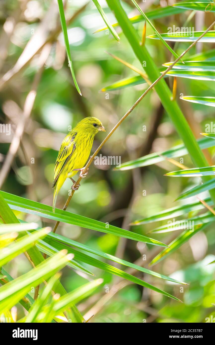 The yellow-crowned canary (Serinus flavivertex) is a small passerine ...