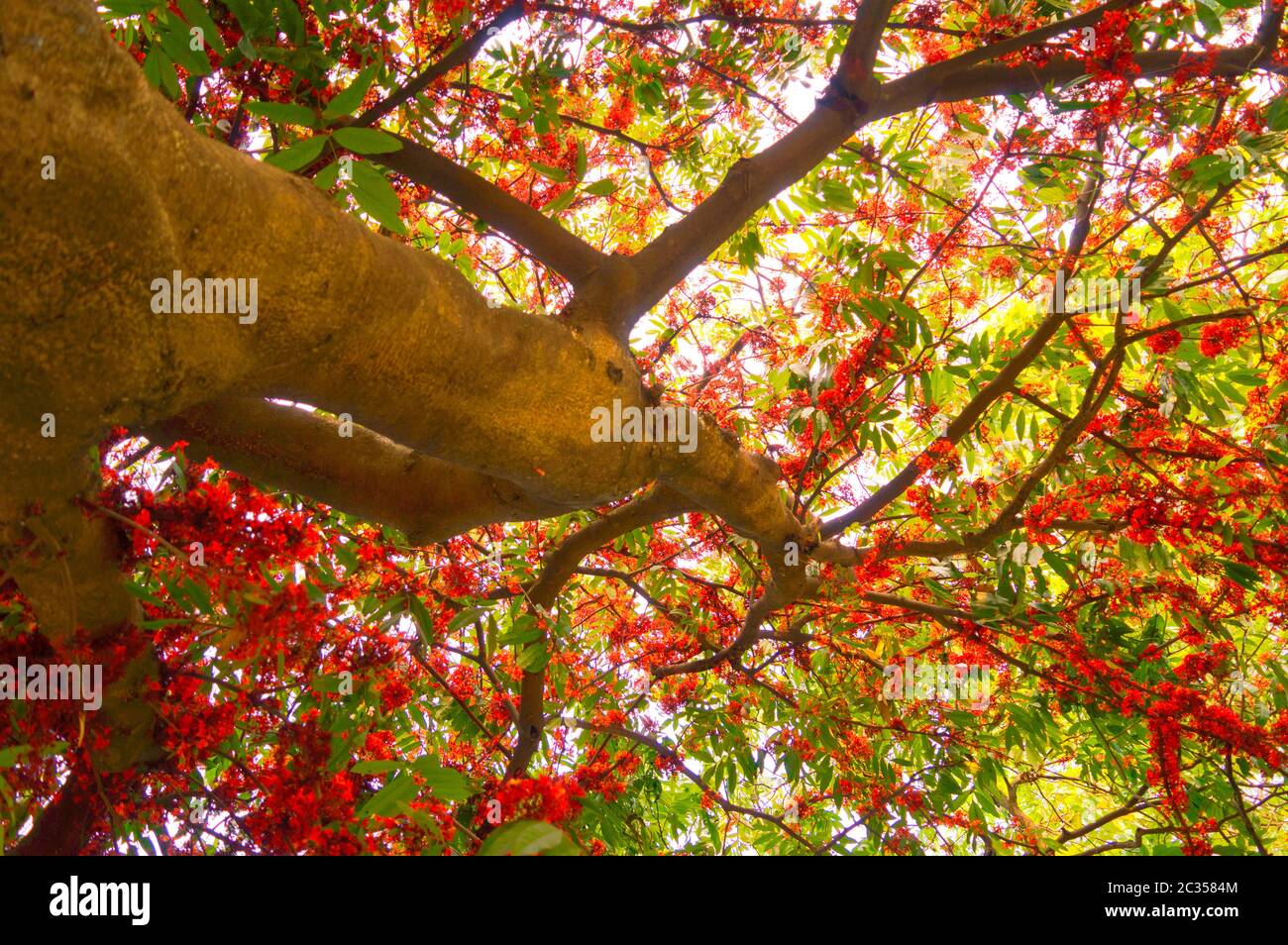 Looking up treetops. Tall high maple tree branch in sunlight sunset ...