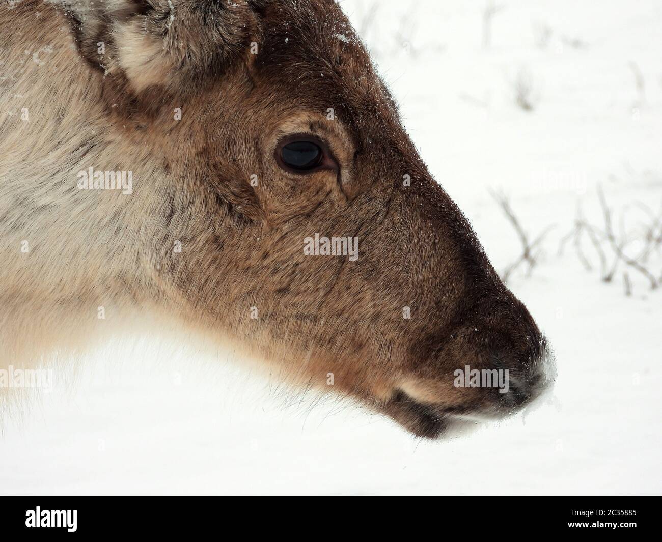 The reindeer (Rangifer tarandus) is a species of deer (Cervidae) with ...