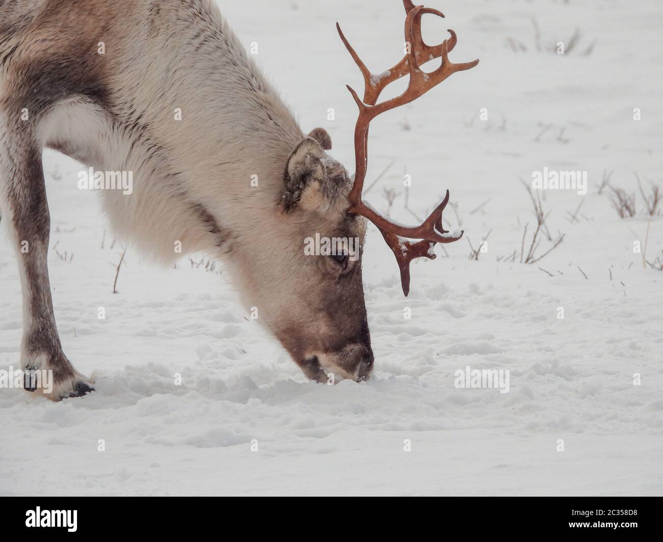 The reindeer (Rangifer tarandus) is a species of deer (Cervidae) with ...