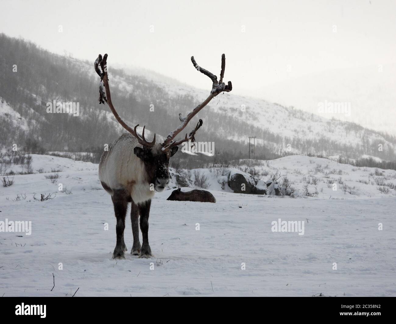 The reindeer (Rangifer tarandus) is a species of deer (Cervidae) with ...