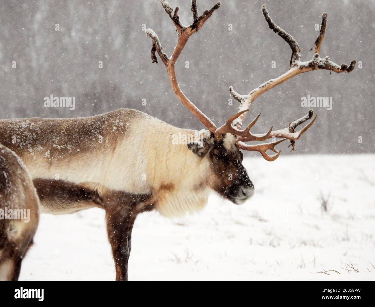 The reindeer (Rangifer tarandus) is a species of deer (Cervidae) with ...