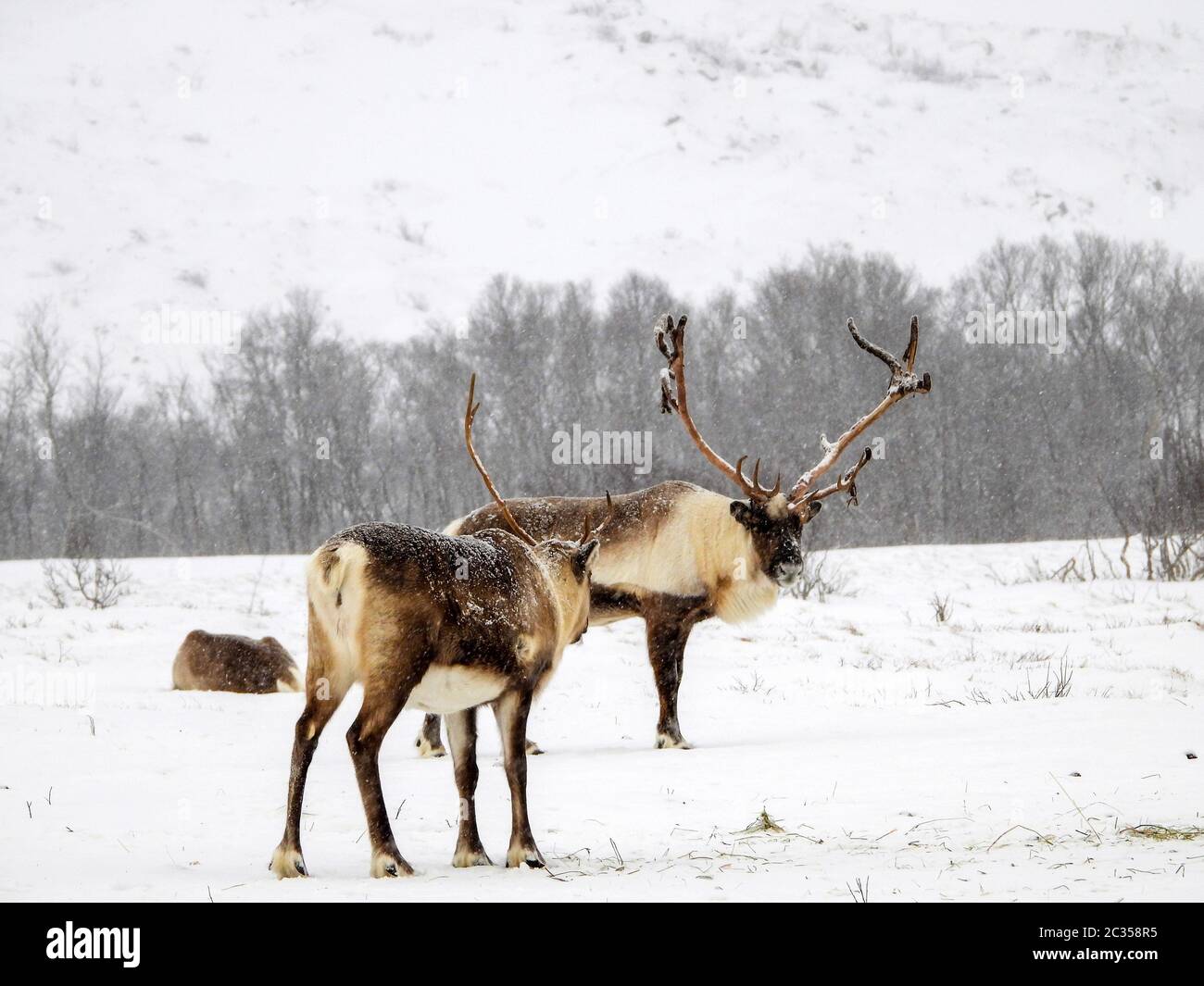 The reindeer (Rangifer tarandus) is a species of deer (Cervidae) with ...