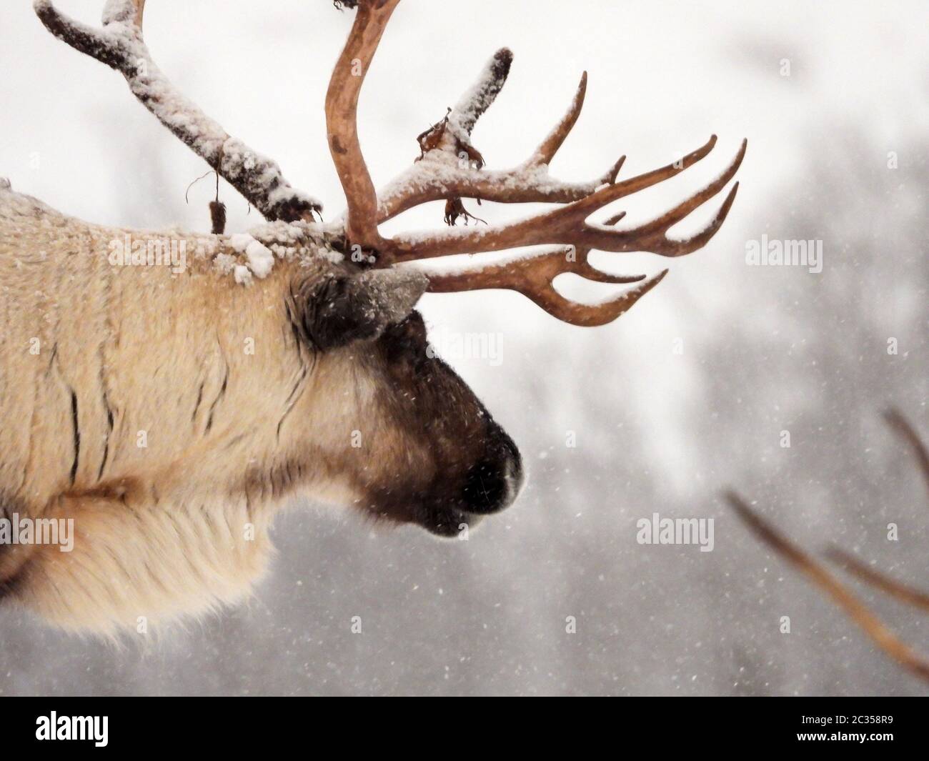 The reindeer (Rangifer tarandus) is a species of deer (Cervidae) with ...
