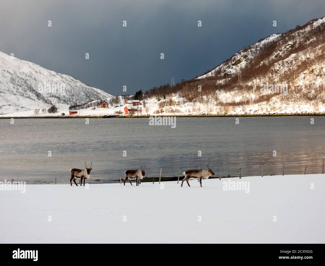 The reindeer (Rangifer tarandus) is a species of deer (Cervidae) with ...