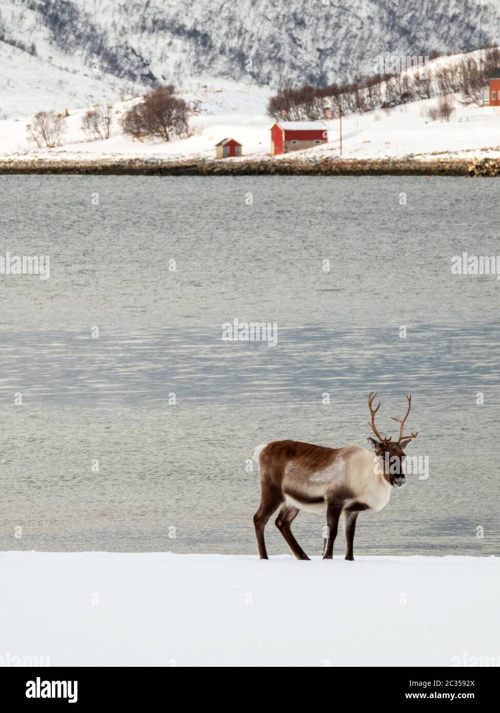 The reindeer (Rangifer tarandus) is a species of deer (Cervidae) with ...