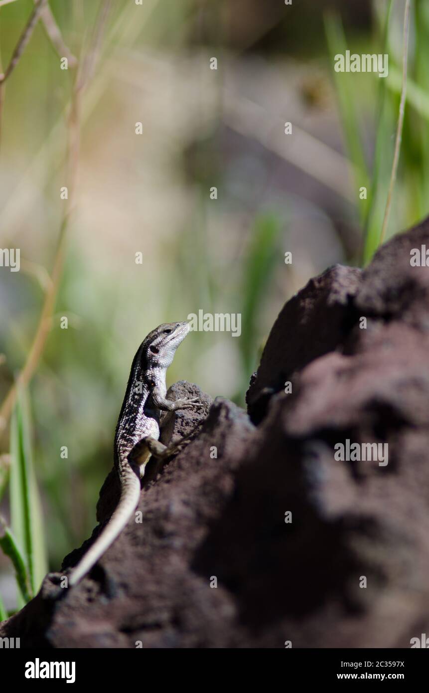 Female of jewel lizard Liolaemus tenuis. Conguillio National Park ...