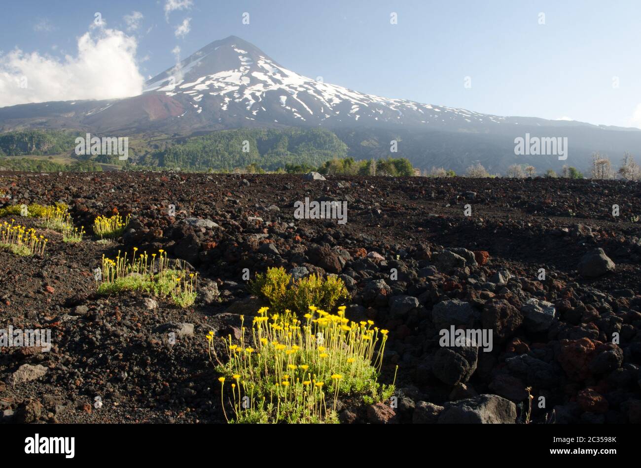 Llaima volcano in the Conguillio National Park. Araucania Region. Chile ...