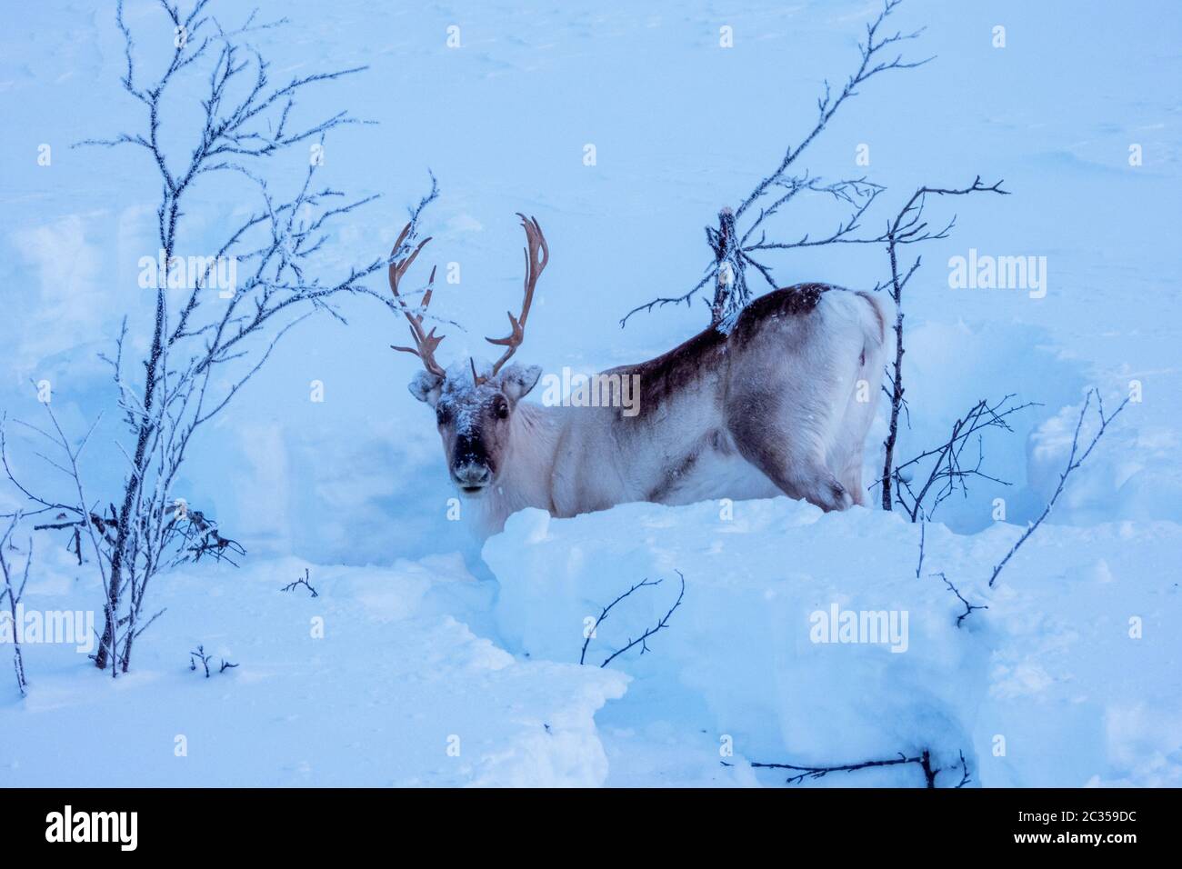 The reindeer (Rangifer tarandus) is a species of deer (Cervidae) with ...