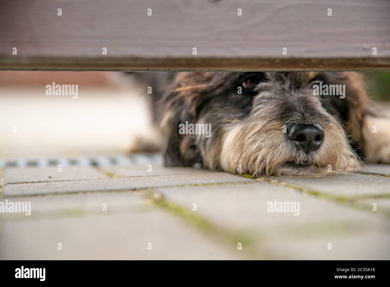 Dog guarding the house staring into space under the wooden gate Stock ...