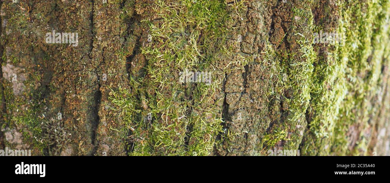 Tree bark texture with green moss useful as a background Stock Photo ...