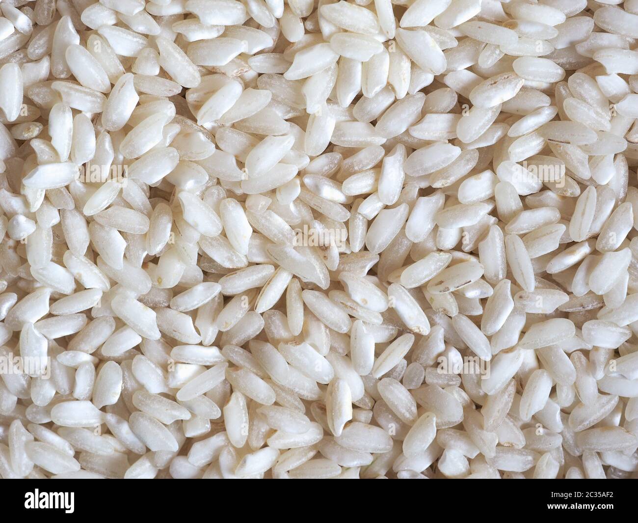 carnaroli rice, medium grained rice grown in the Pavia, Novara and ...