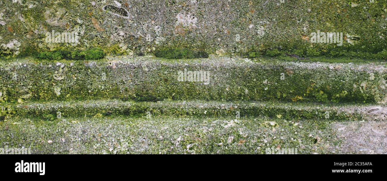 wide weathered grey concrete with moss texture useful as a background ...