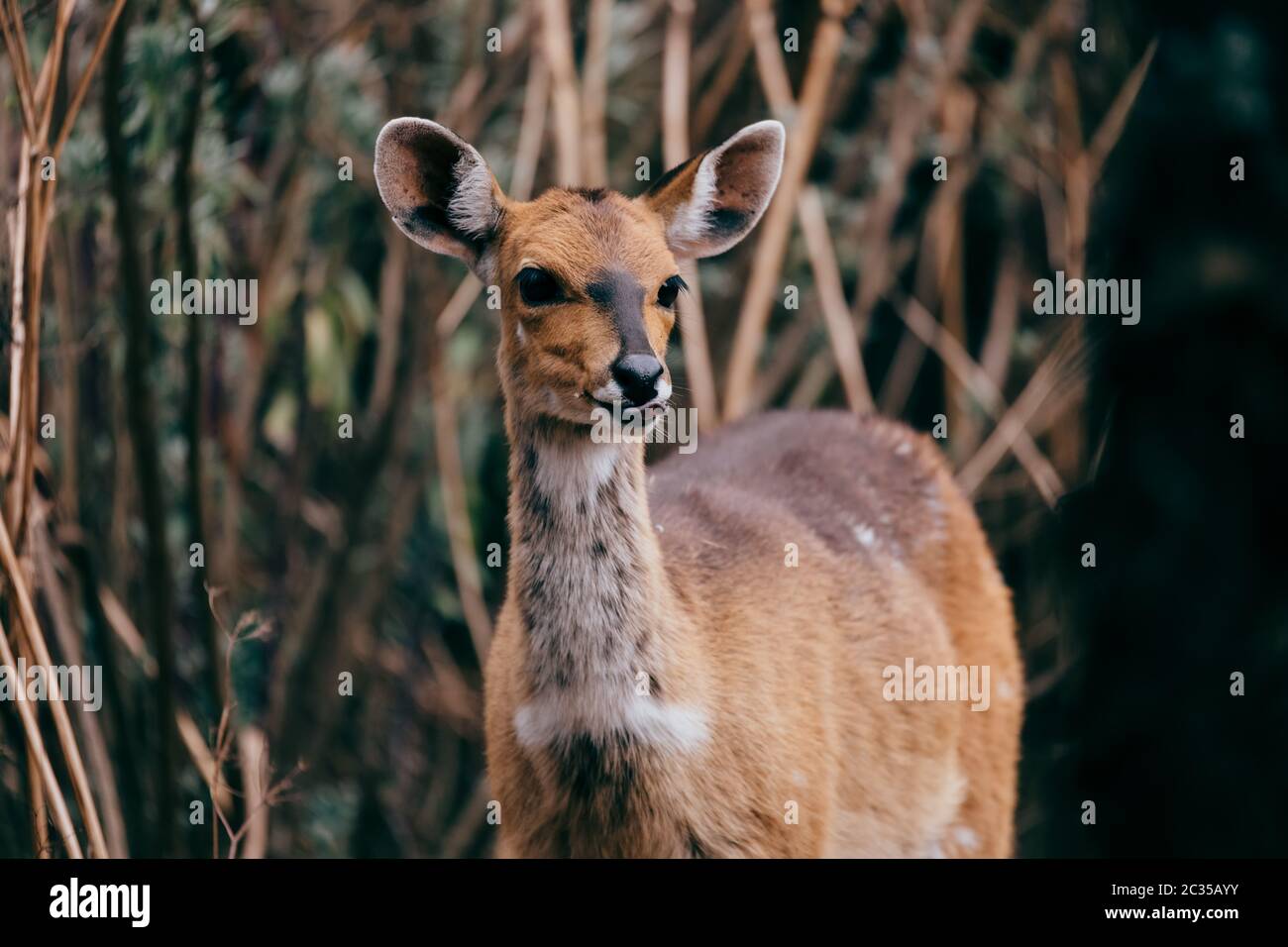 Menelik's bushbuck hi-res stock photography and images - Alamy