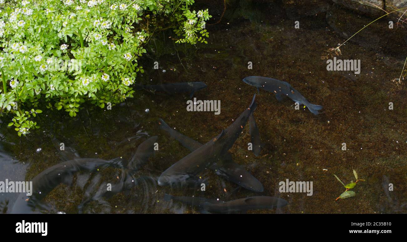 Rainbow trout swim in the lake Stock Photo - Alamy