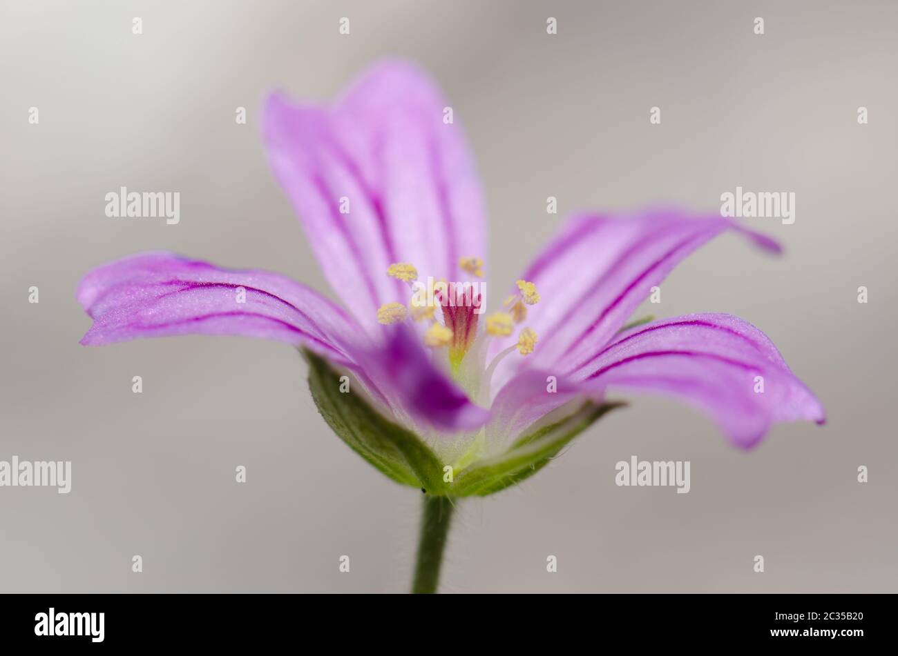 Flower of little-robin Geranium purpureum. Conguillio National Park ...