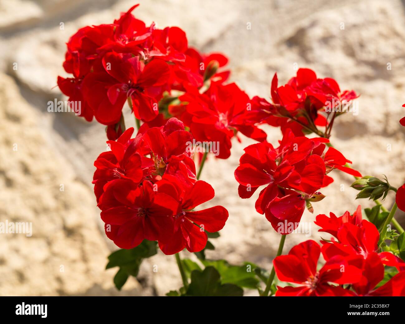Red garden geranium flowers Stock Photo - Alamy