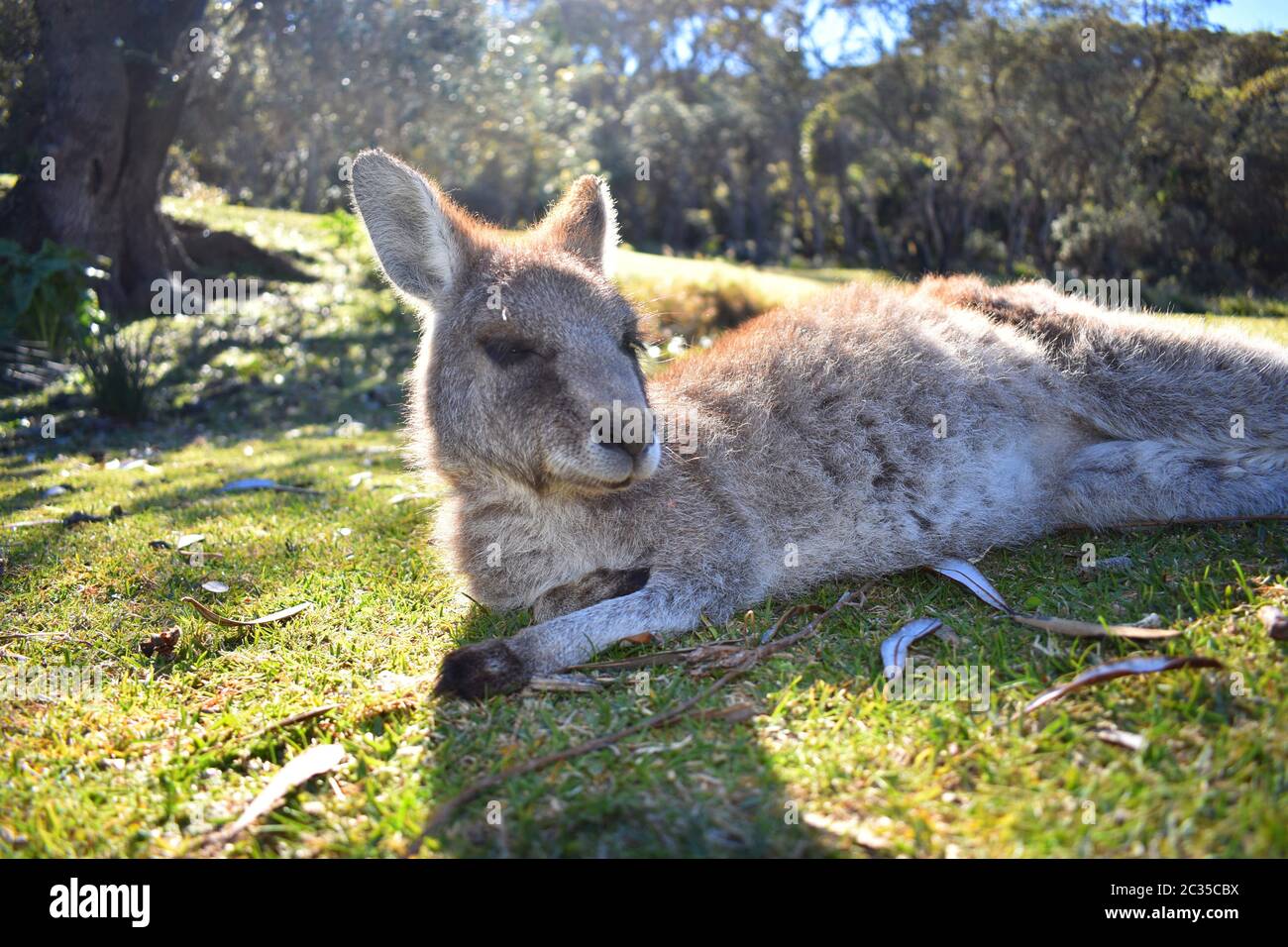 A kangaroo resting on grass Stock Photo - Alamy