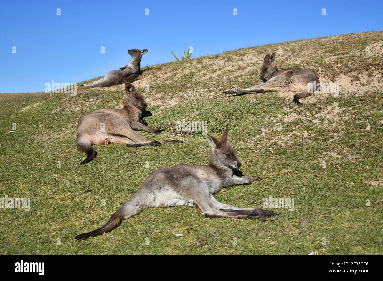 Hill kangaroos hi-res stock photography and images - Alamy
