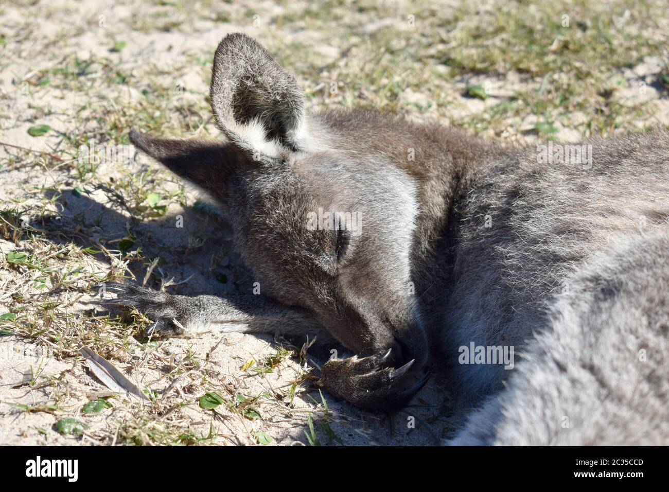 A kangaroo resting on grass Stock Photo - Alamy