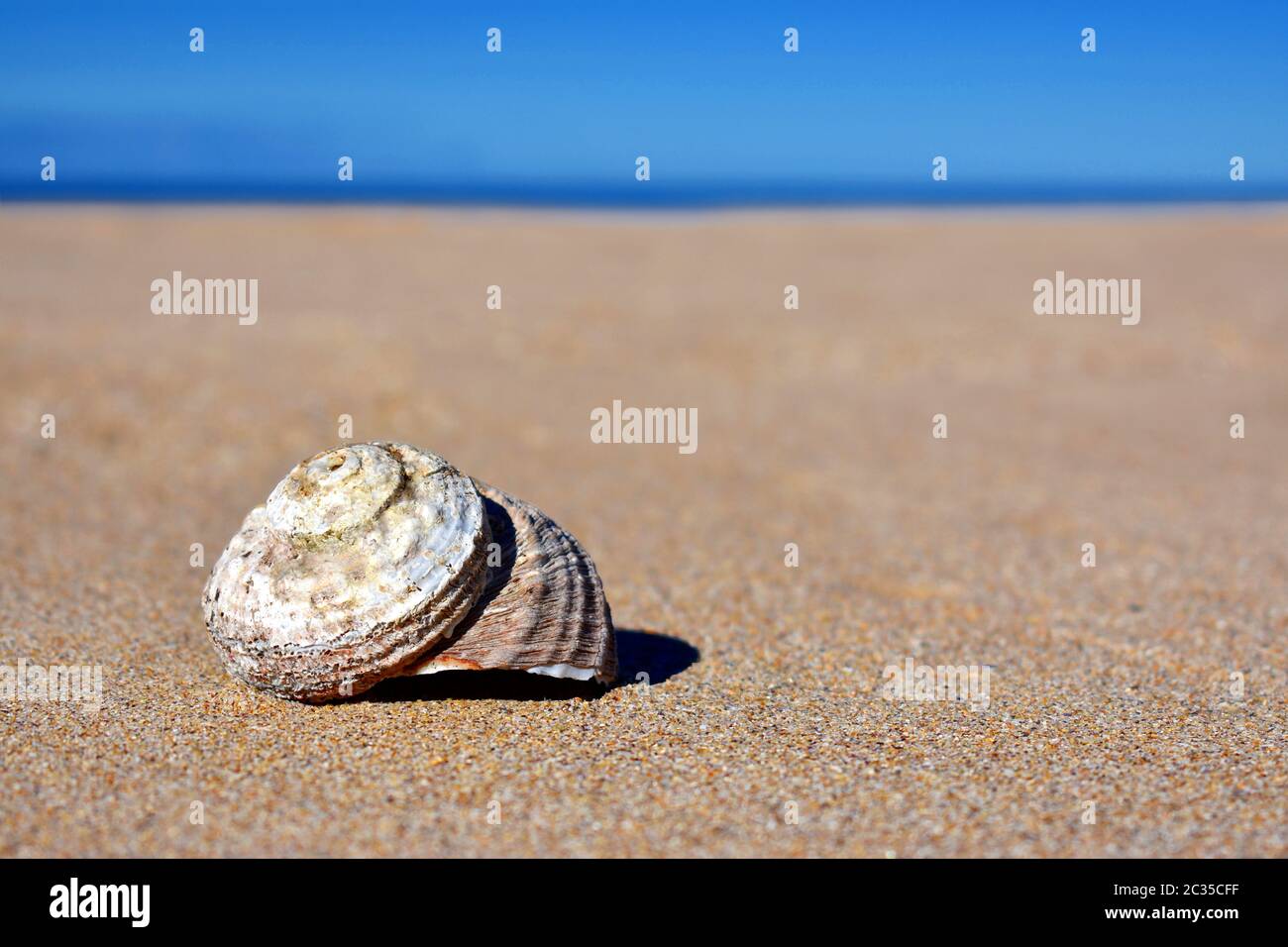 A lone shell on sand at the beach Stock Photo - Alamy
