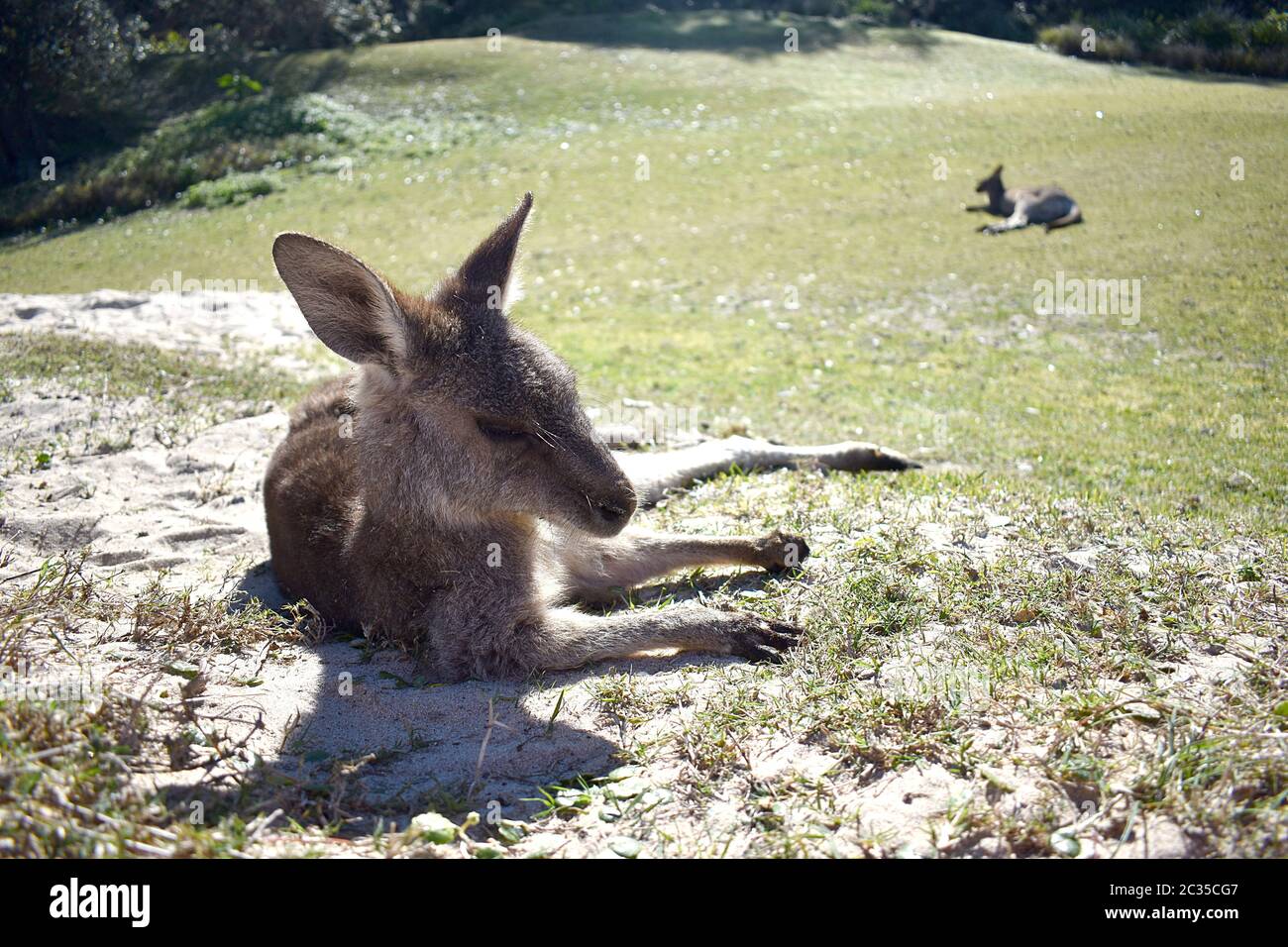 A kangaroo resting on grass Stock Photo - Alamy