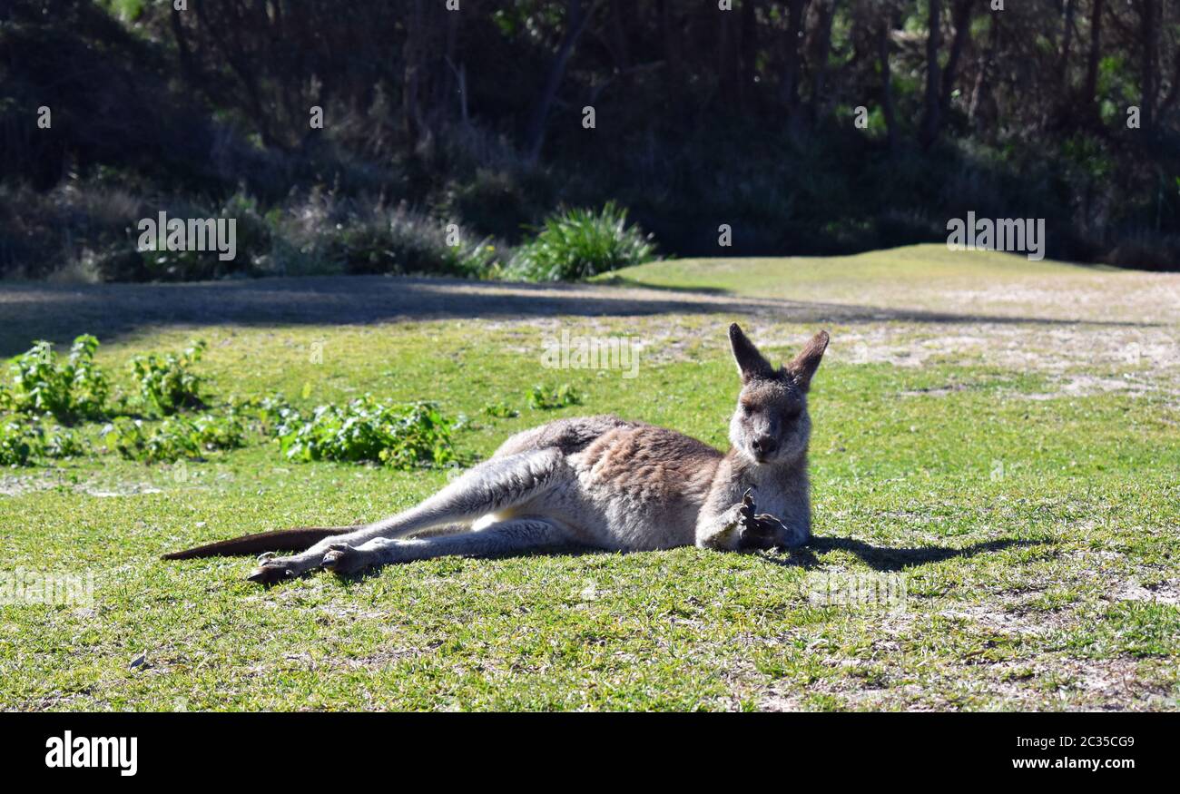 A kangaroo resting on grass Stock Photo - Alamy