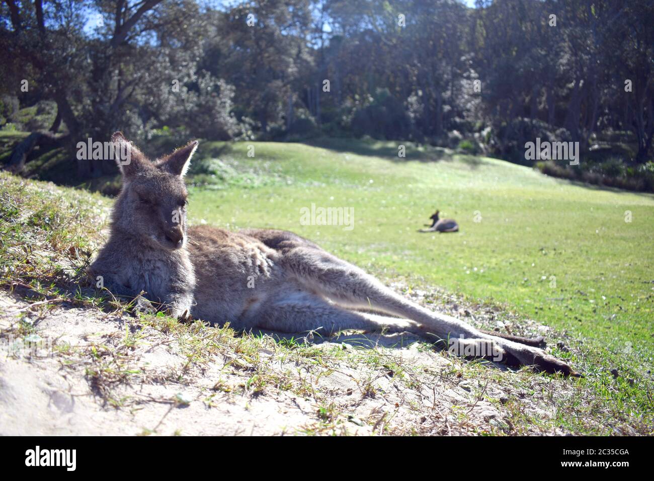 A kangaroo resting on grass Stock Photo - Alamy