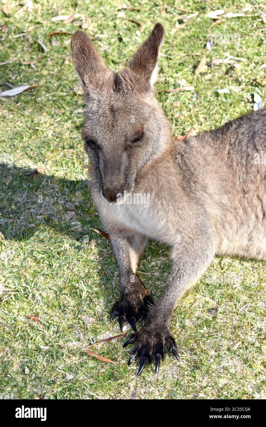 A kangaroo resting on grass Stock Photo - Alamy