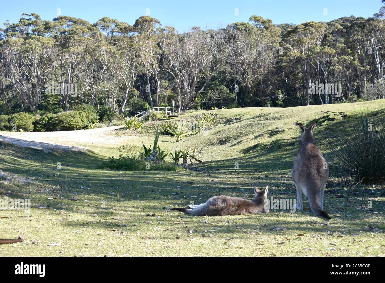 Two Friendly Kangaroos High Resolution Stock Photography and Images - Alamy